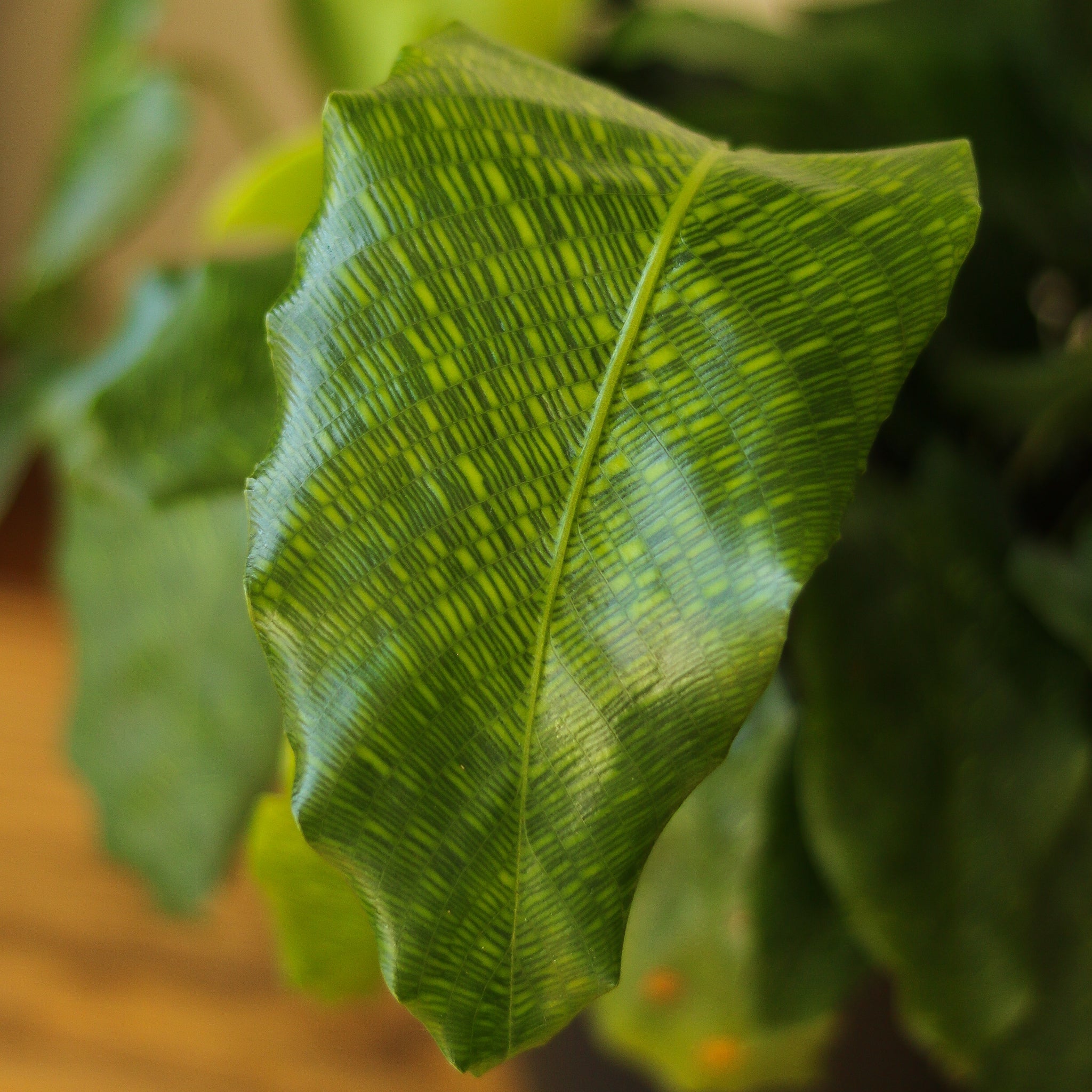 Calathea musaica ‘Network’ – Northern Ridge Nursery