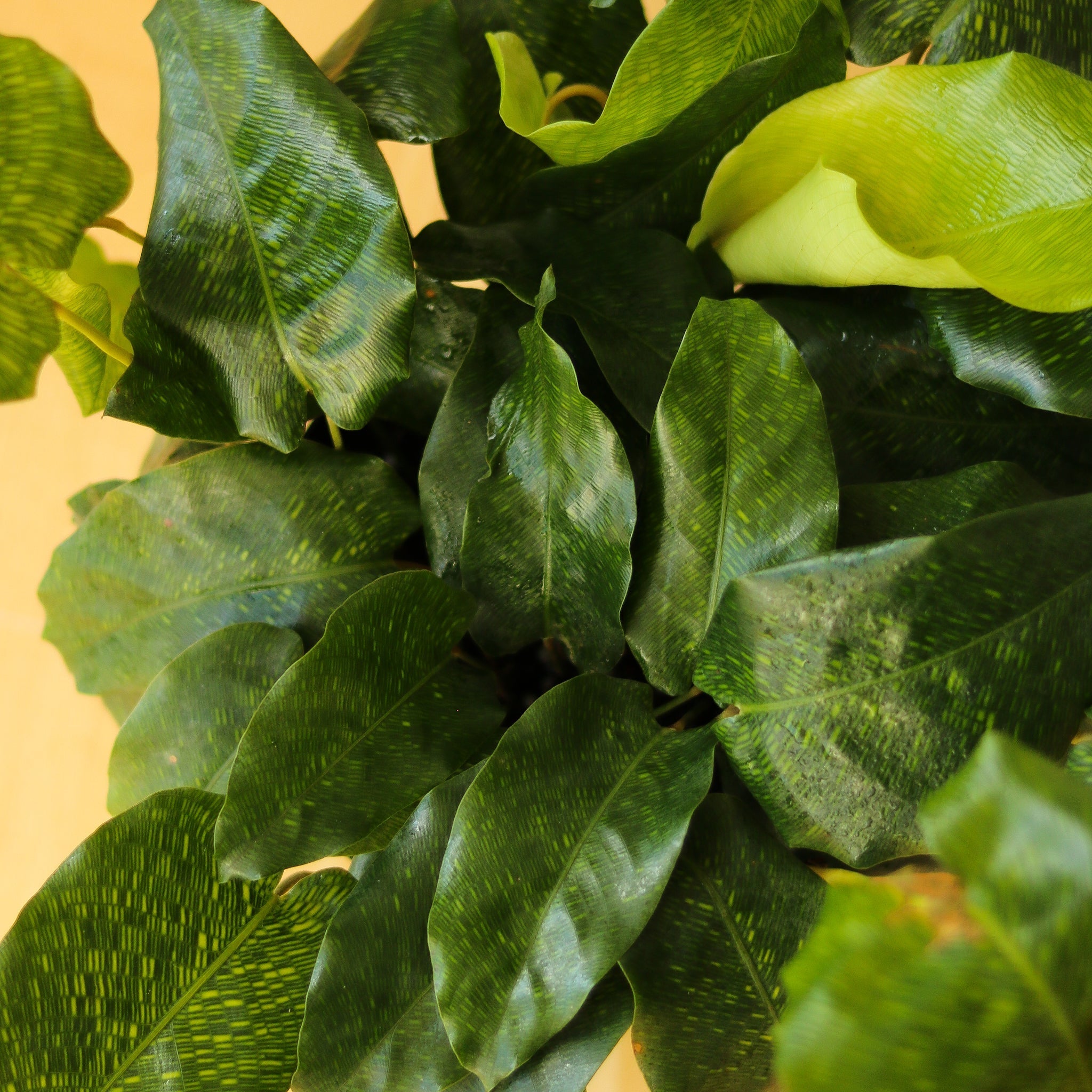 Calathea musaica ‘Network’ – Northern Ridge Nursery