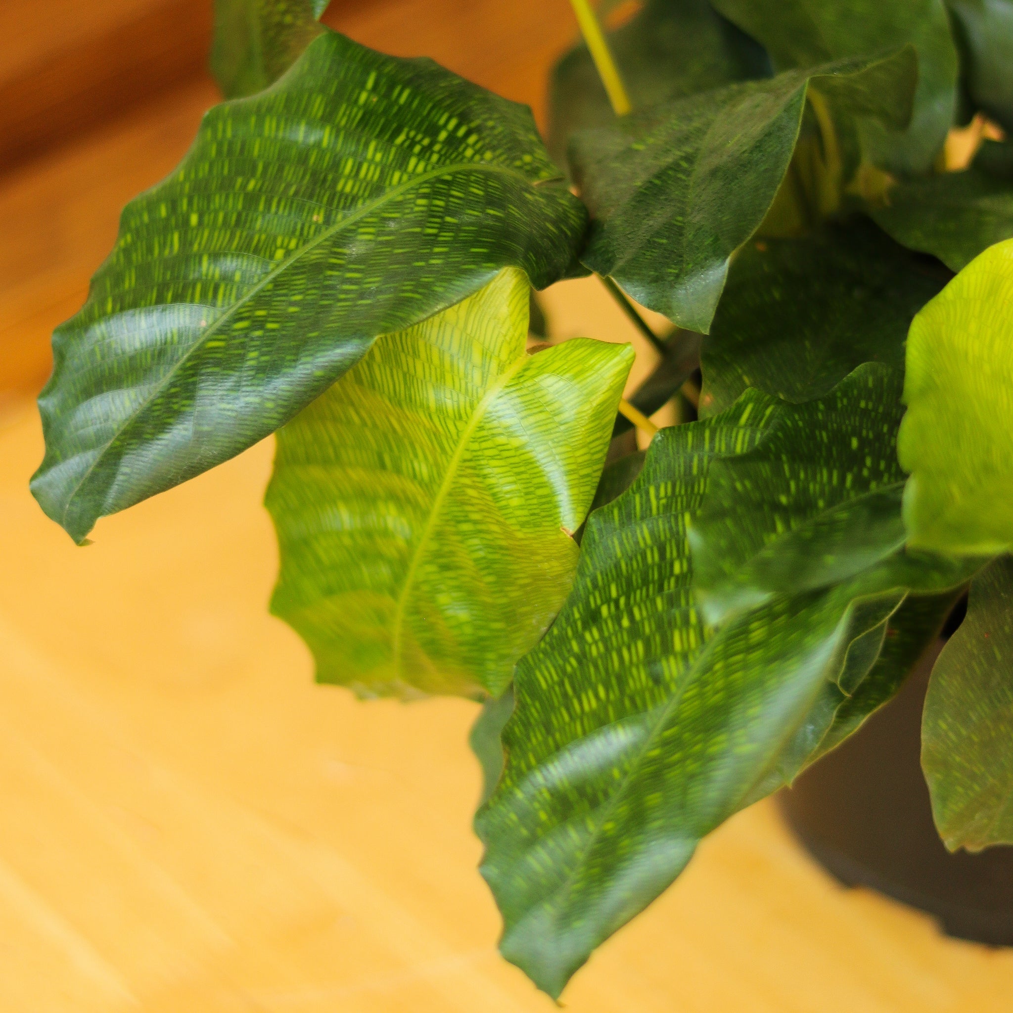 Calathea musaica ‘Network’ – Northern Ridge Nursery