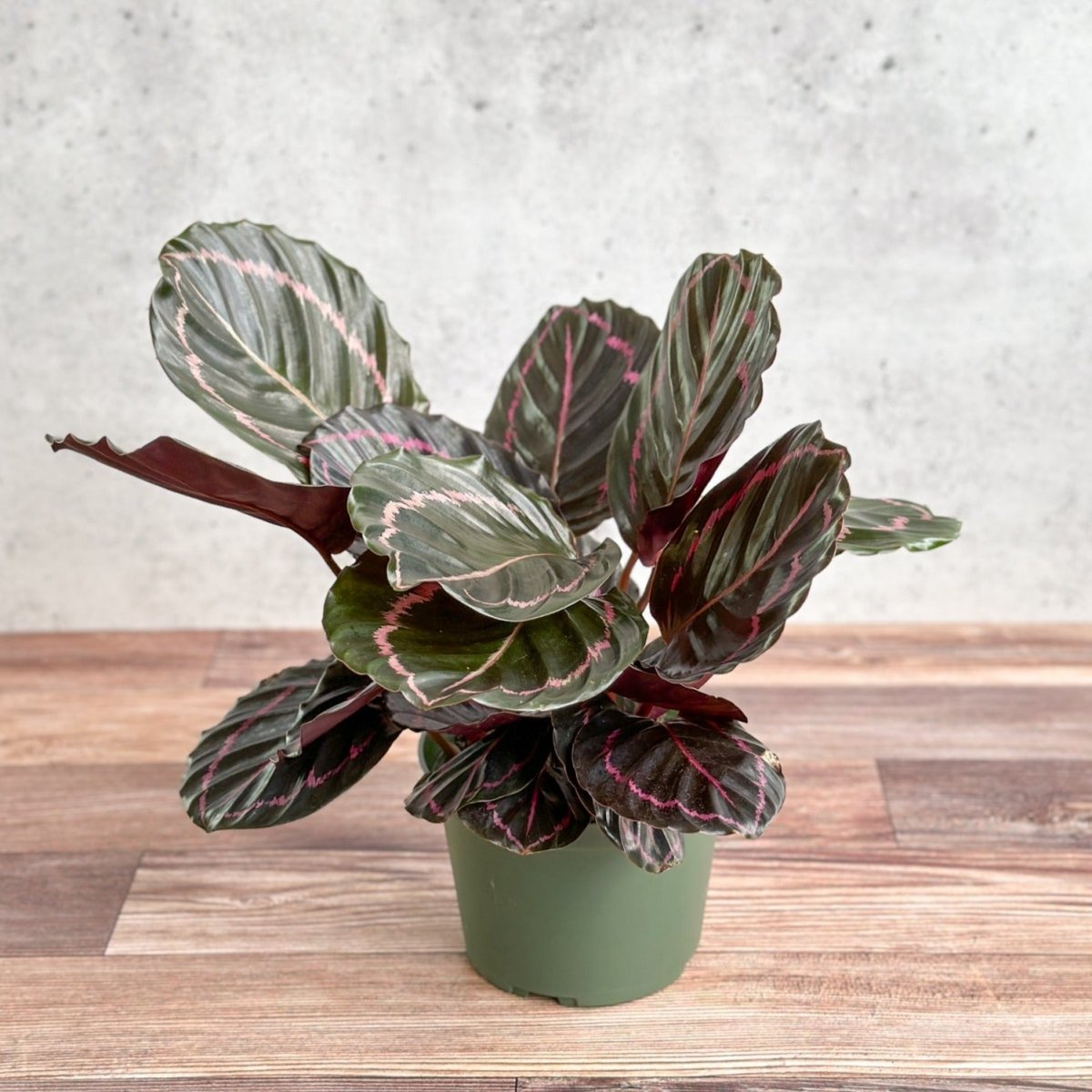 Calathea Roseopicta 'Dottie' Drama Queen – Northern Ridge Nursery