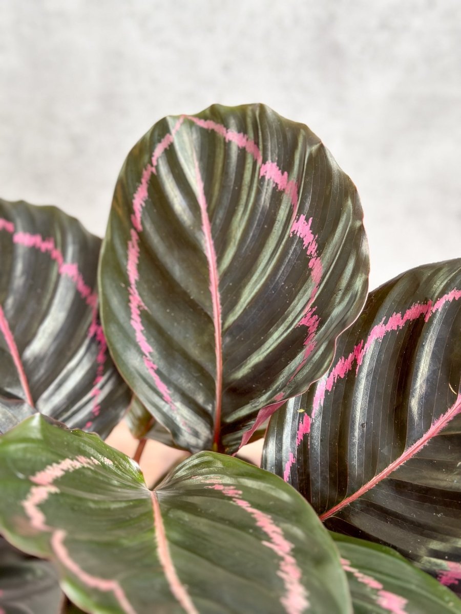 Calathea Roseopicta 'Dottie' Drama Queen – Northern Ridge Nursery