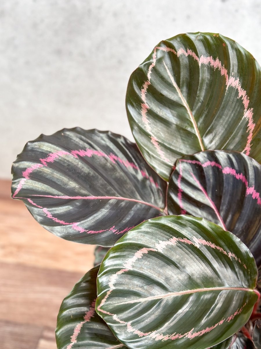 Calathea Roseopicta 'Dottie' Drama Queen – Northern Ridge Nursery