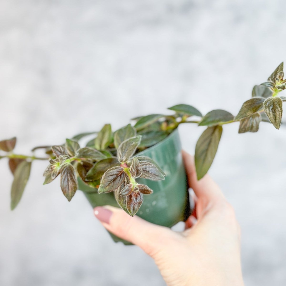 Columnea 'Chocolate Soldier - Chocolate Soldier Goldfish Plant ...