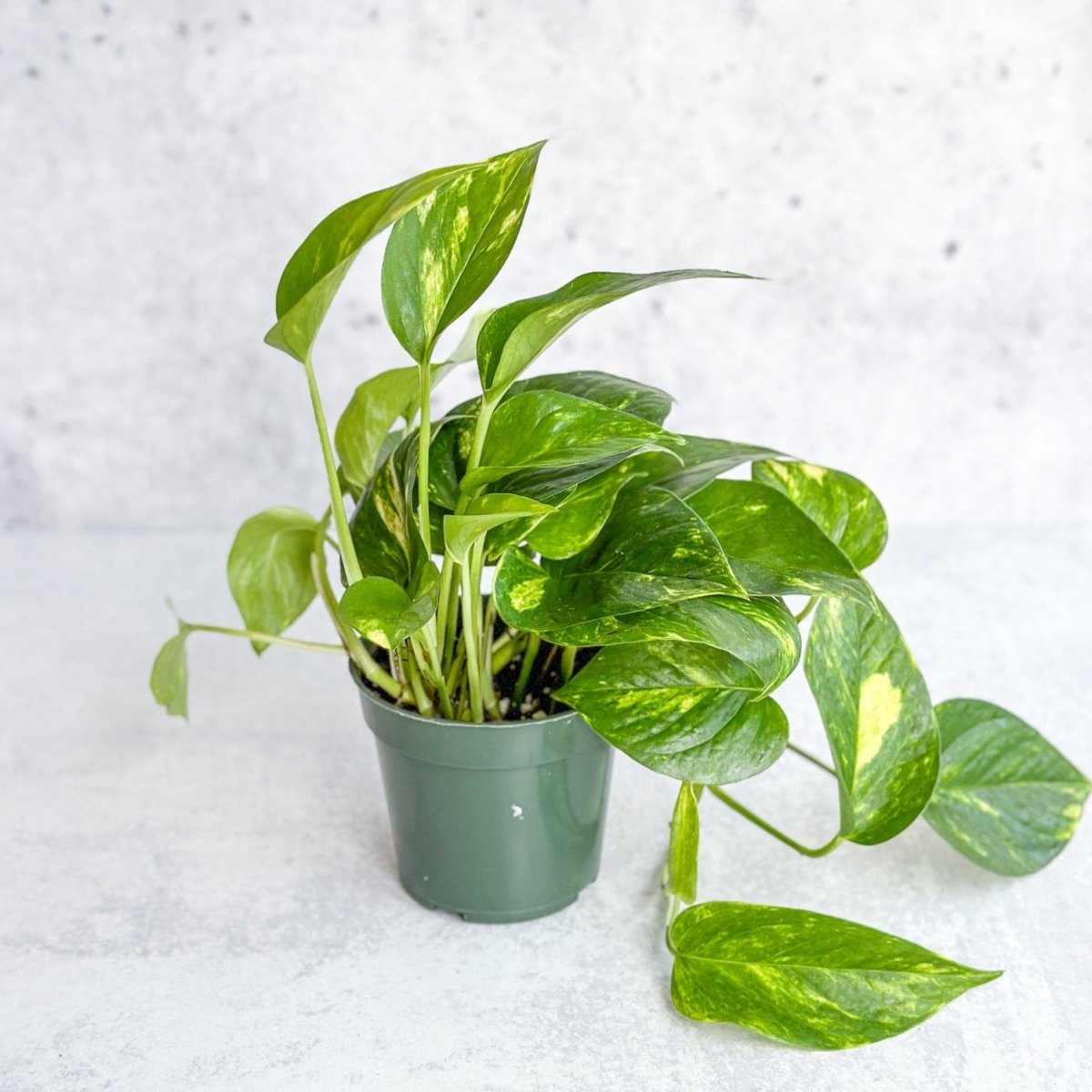 Epipremnum Aureum Care