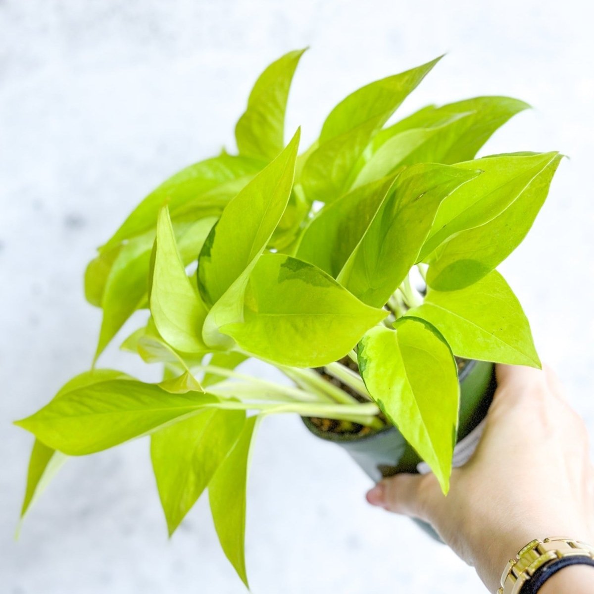 Epipremnum Aureum 'Neon' Pothos - Various Sizes – Northern Ridge Nursery
