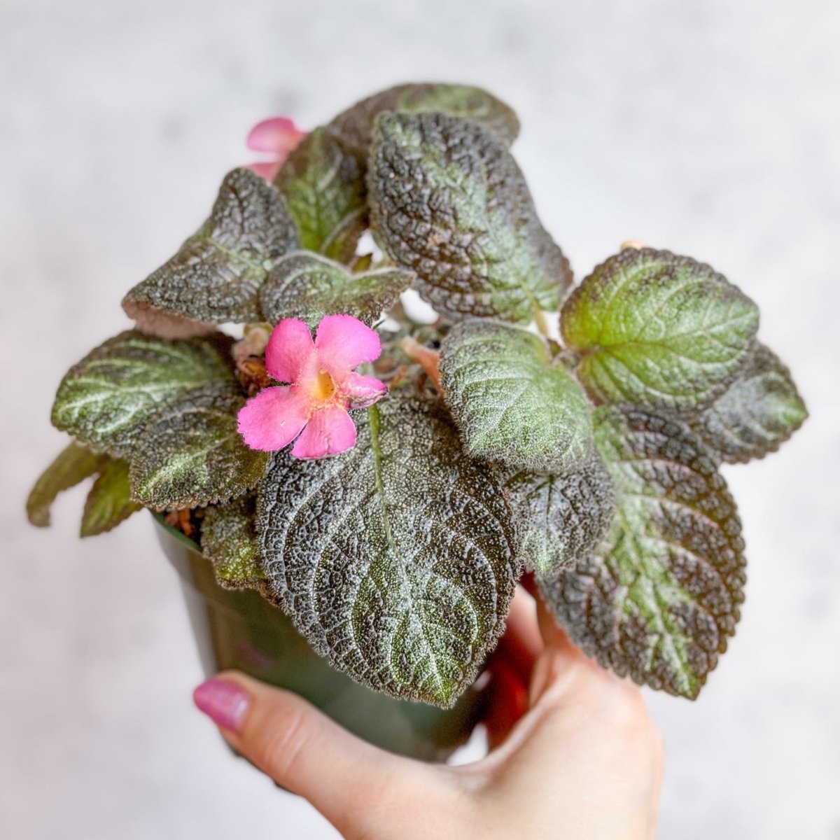 Episcia ‘Pink Panther’ - Pink Panther False Violet – Northern Ridge Nursery