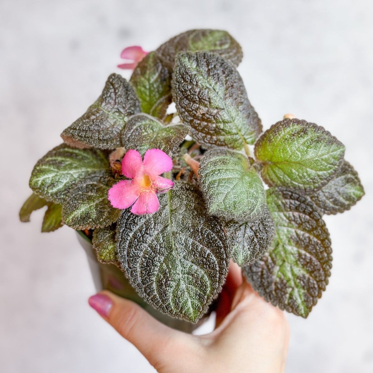 Episcia ‘Pink Panther’ - Pink Panther False Violet – Northern Ridge Nursery