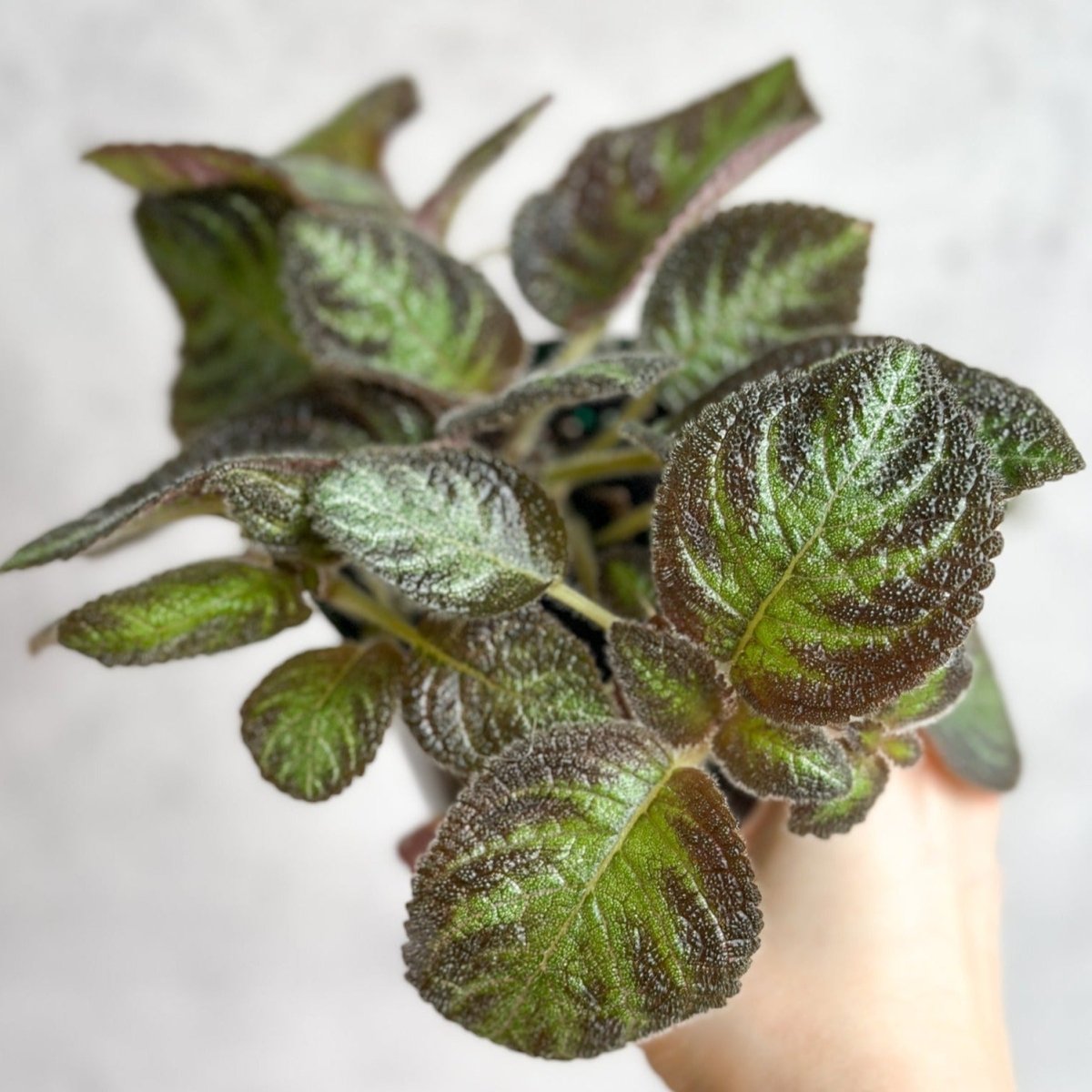Episcia ‘Pink Panther’ - Pink Panther False Violet – Northern Ridge Nursery