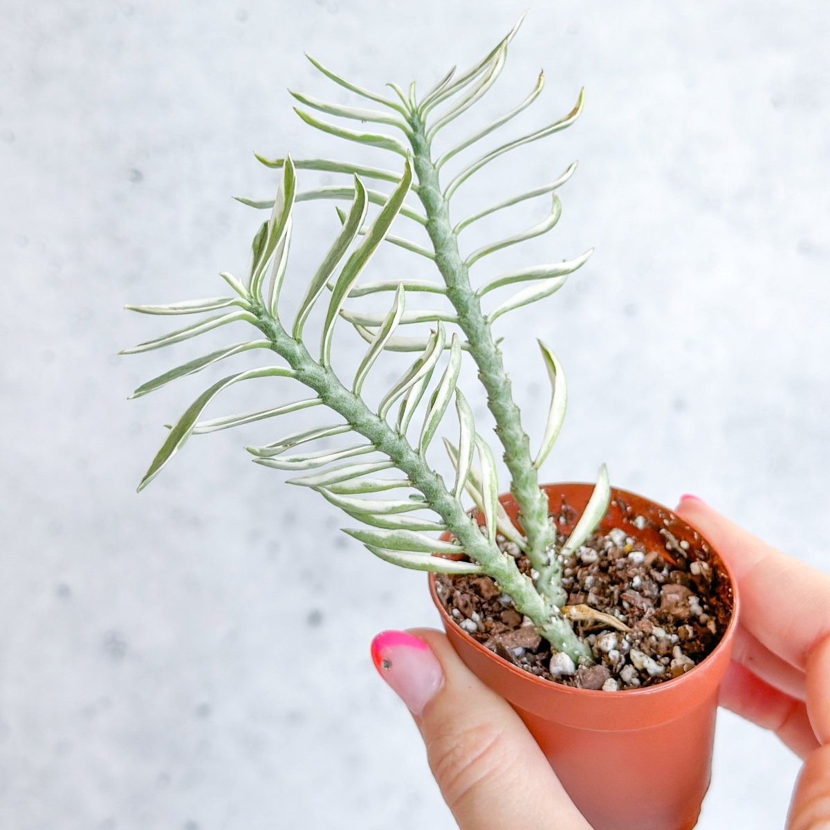 Euphorbia tithymaloides variegata - Variegated Devils Backbone ...