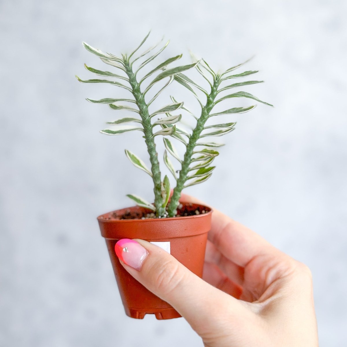Euphorbia tithymaloides variegata - Variegated Devils Backbone ...