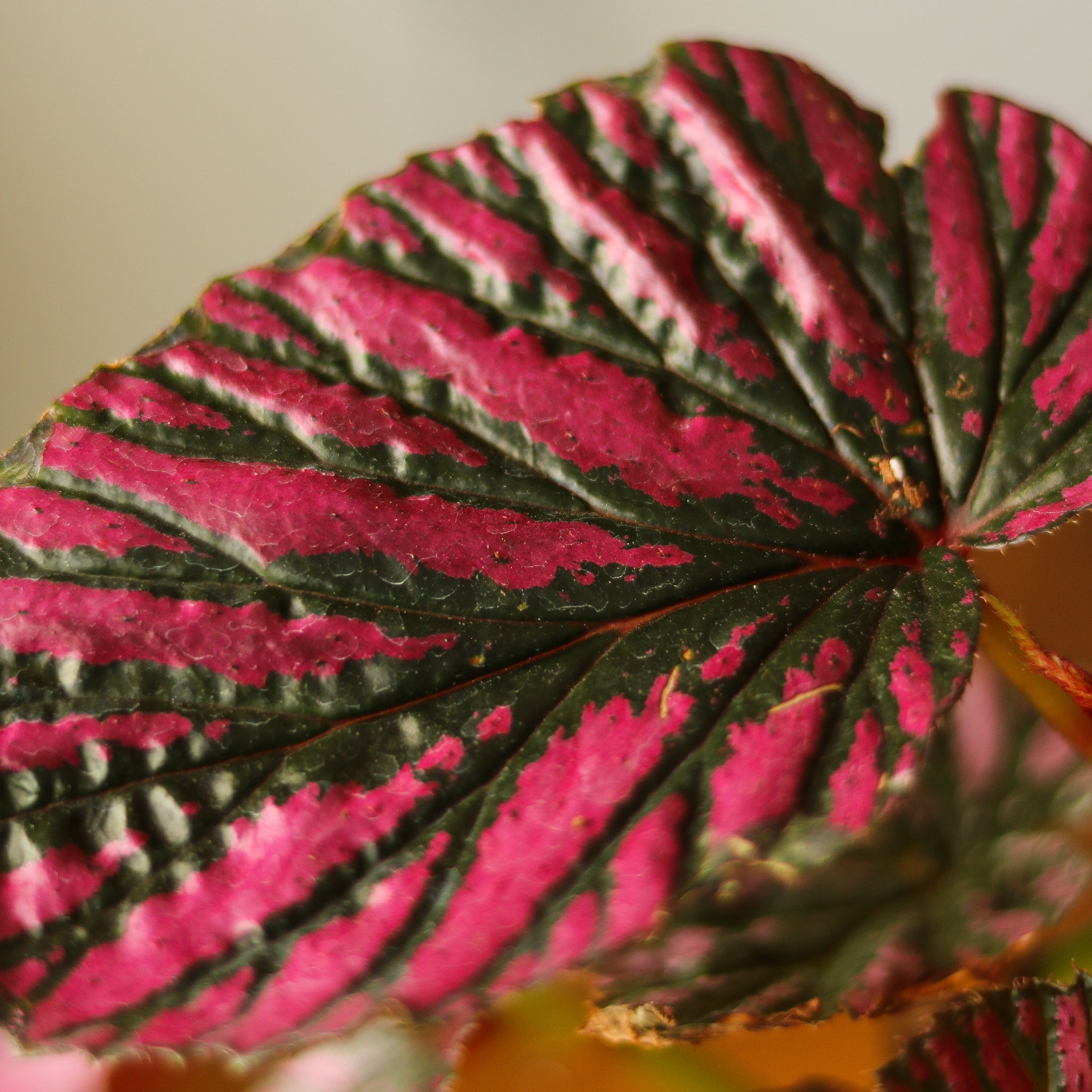 Exotica Begonia - Begonia brevirimosa – Northern Ridge Nursery