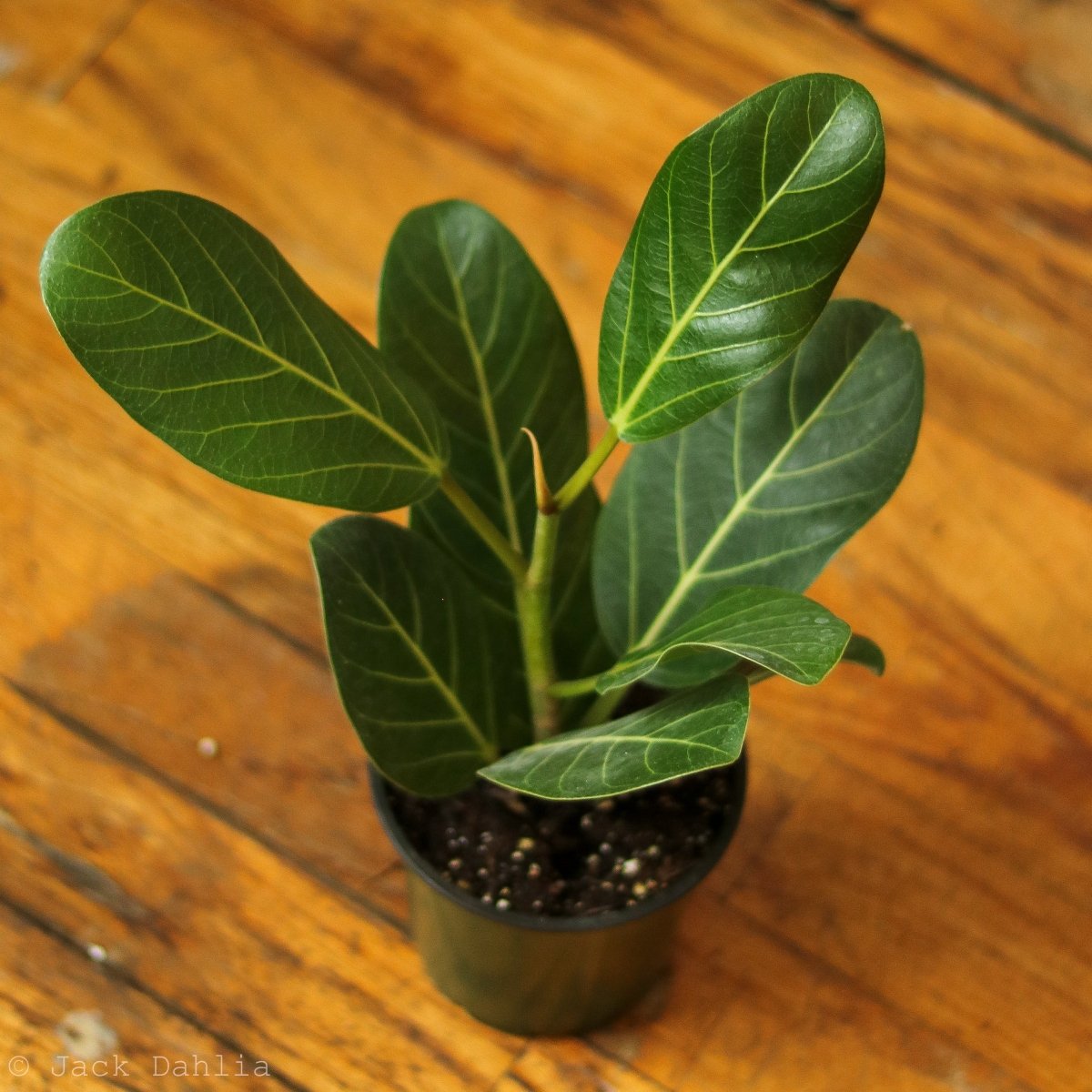 Ficus Benghalensis 'Audrey' – Northern Ridge Nursery