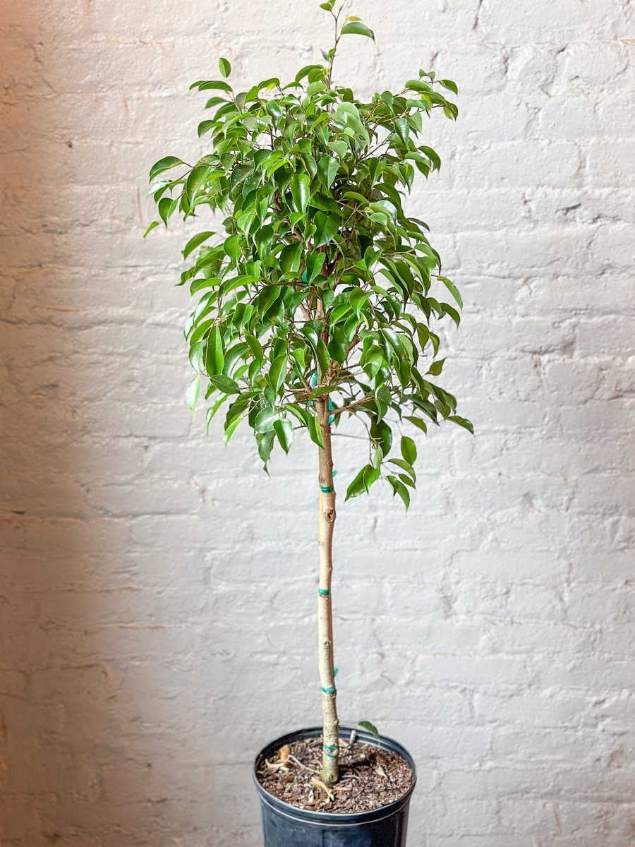 Ficus benjamina - Standard Ficus Floor Plant – Northern Ridge Nursery