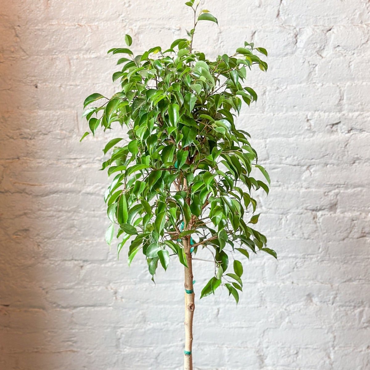 Ficus benjamina - Standard Ficus Floor Plant – Northern Ridge Nursery