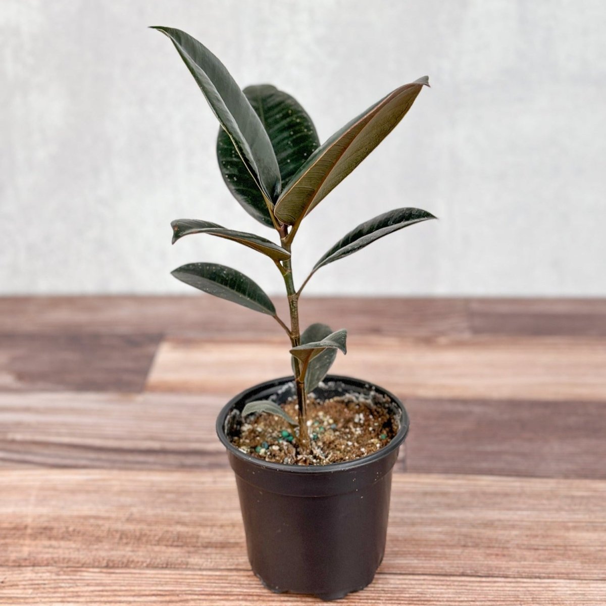 Ficus 'Burgundy' Rubber Plant – Northern Ridge Nursery