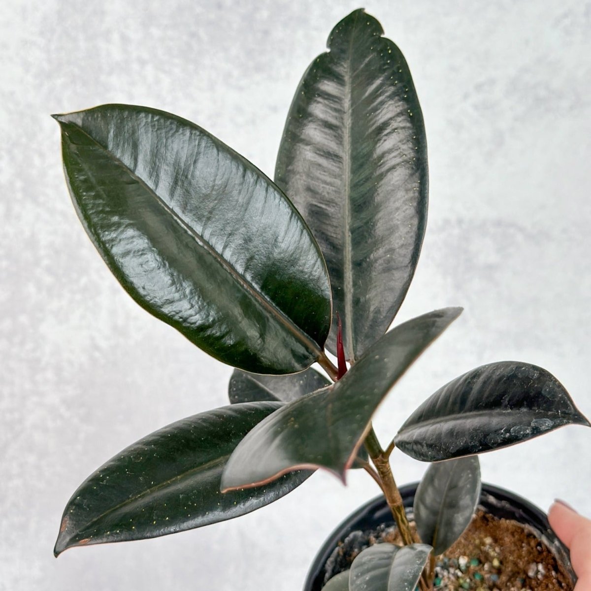 Ficus 'Burgundy' Rubber Plant – Northern Ridge Nursery