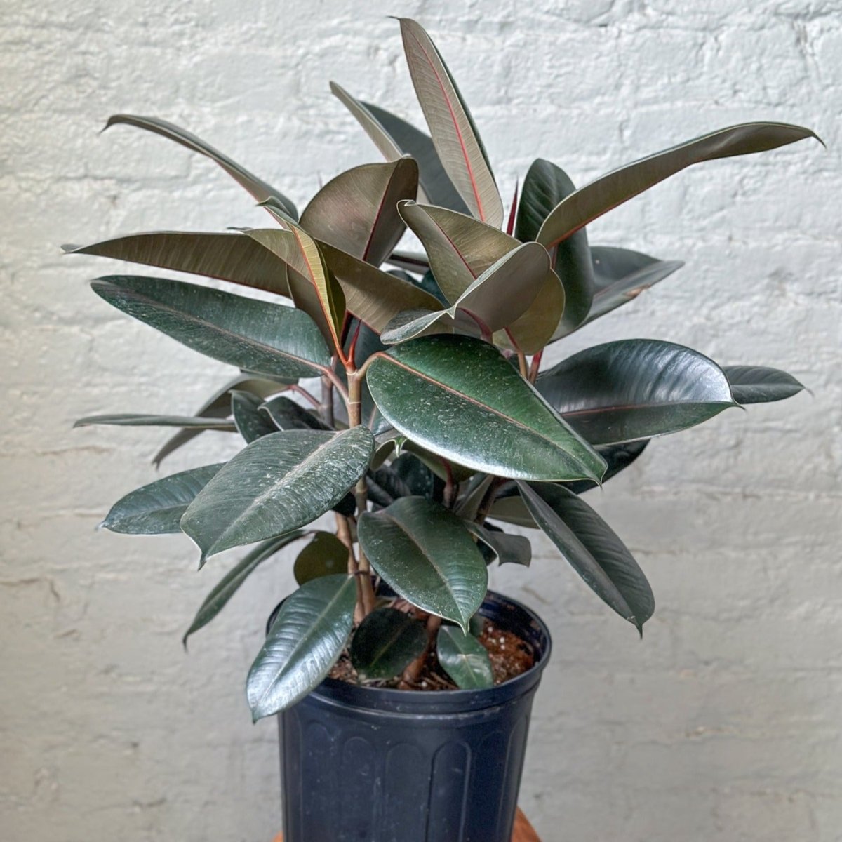 Ficus 'Burgundy' Rubber Plant – Northern Ridge Nursery