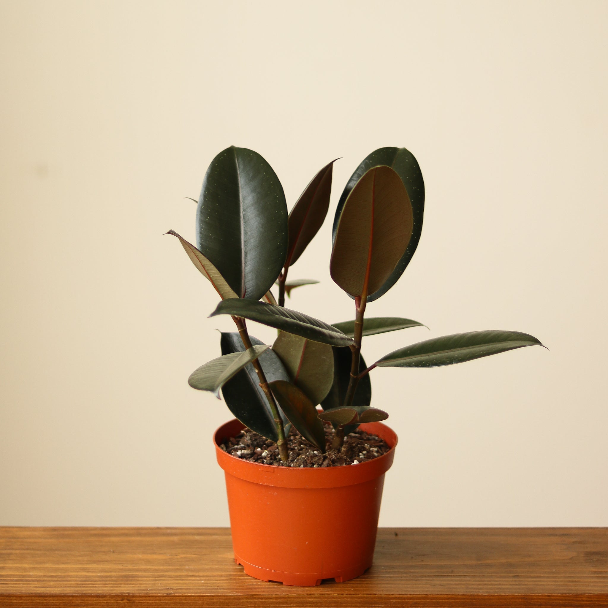 Ficus 'Burgundy' Rubber Plant – Northern Ridge Nursery