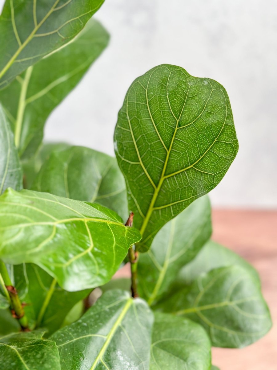 Ficus Lyrata 'Fiddle Leaf Fig' – Northern Ridge Nursery