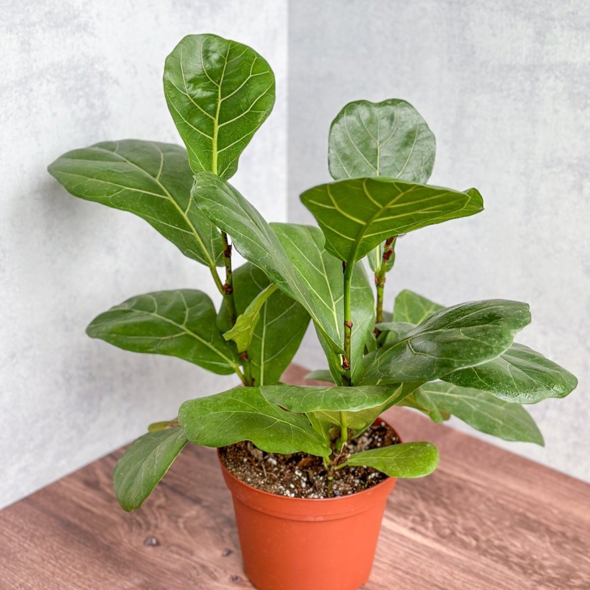 Ficus Lyrata 'Fiddle Leaf Fig' – Northern Ridge Nursery