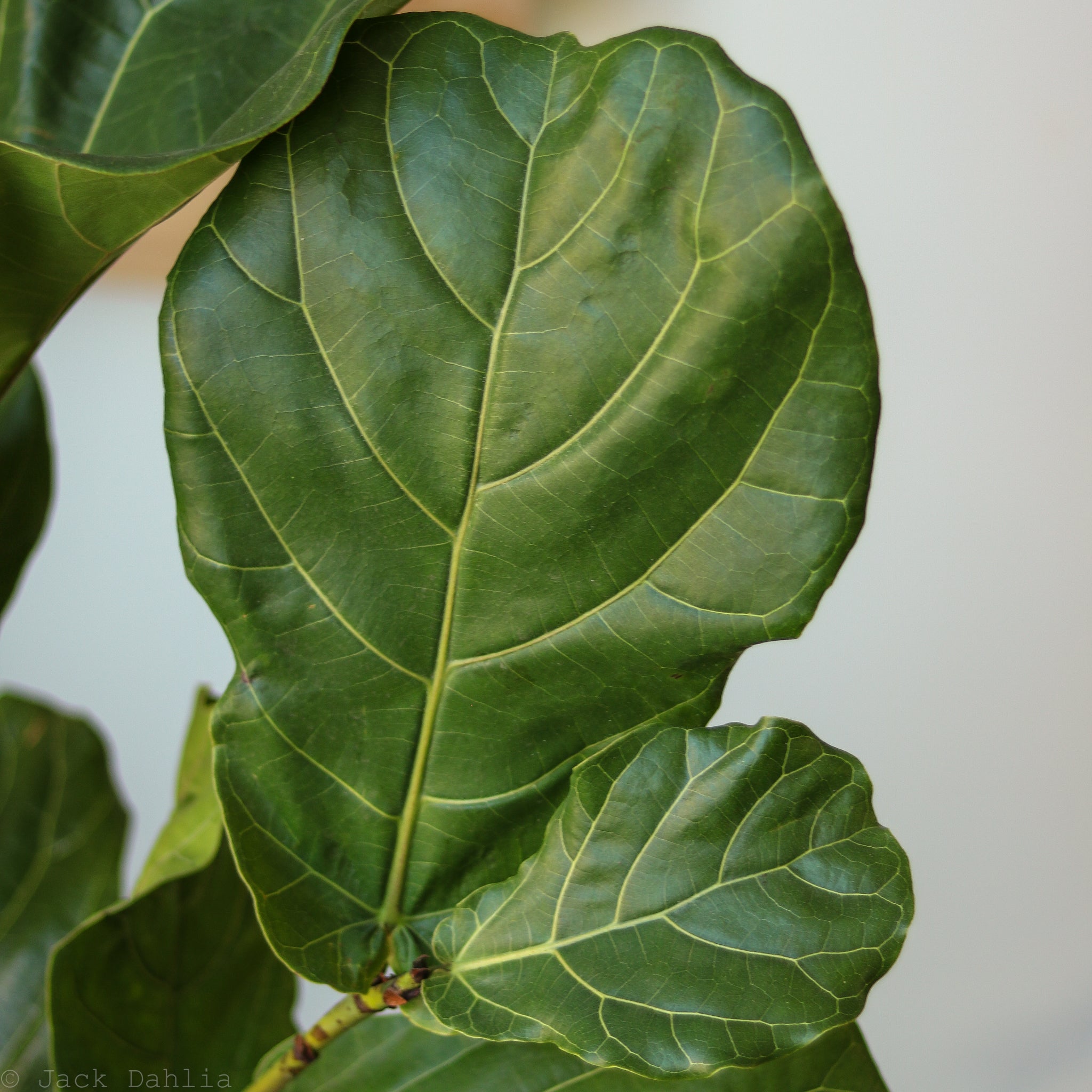 Ficus Lyrata 'Fiddle Leaf Fig' Large Floor Plant – Northern Ridge Nursery