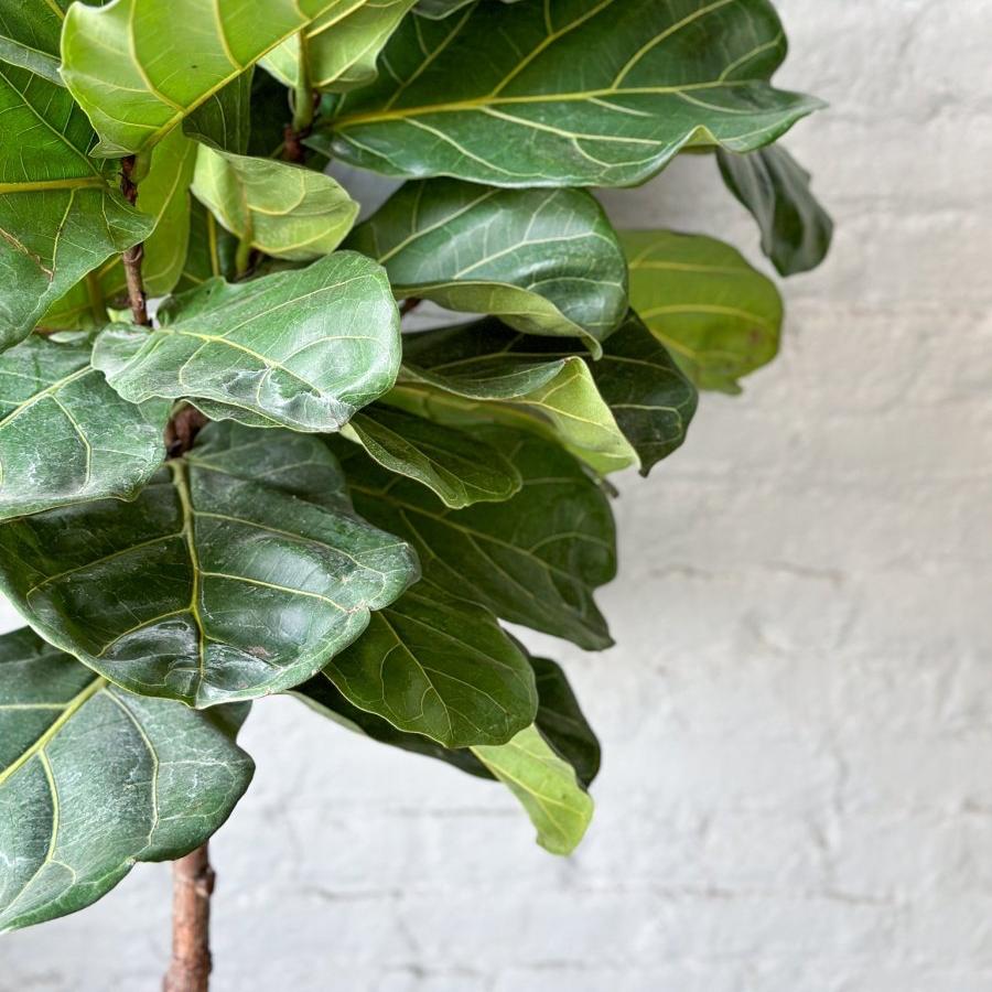 Ficus Lyrata 'Fiddle Leaf Fig' Large Floor Plant – Northern Ridge Nursery