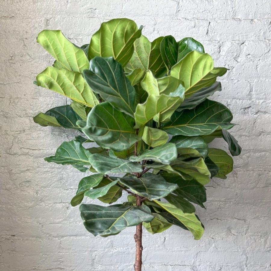 Ficus Lyrata 'Fiddle Leaf Fig' Large Floor Plant – Northern Ridge Nursery