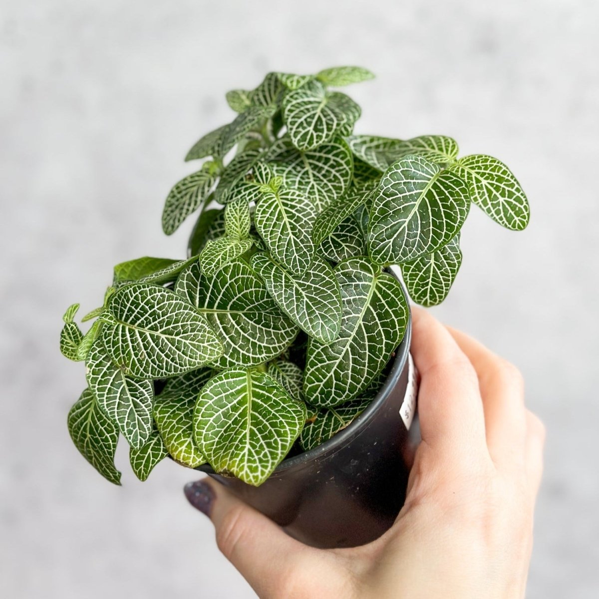 Fittonia Albivenis - Mosaic/Nerve Plant – Northern Ridge Nursery