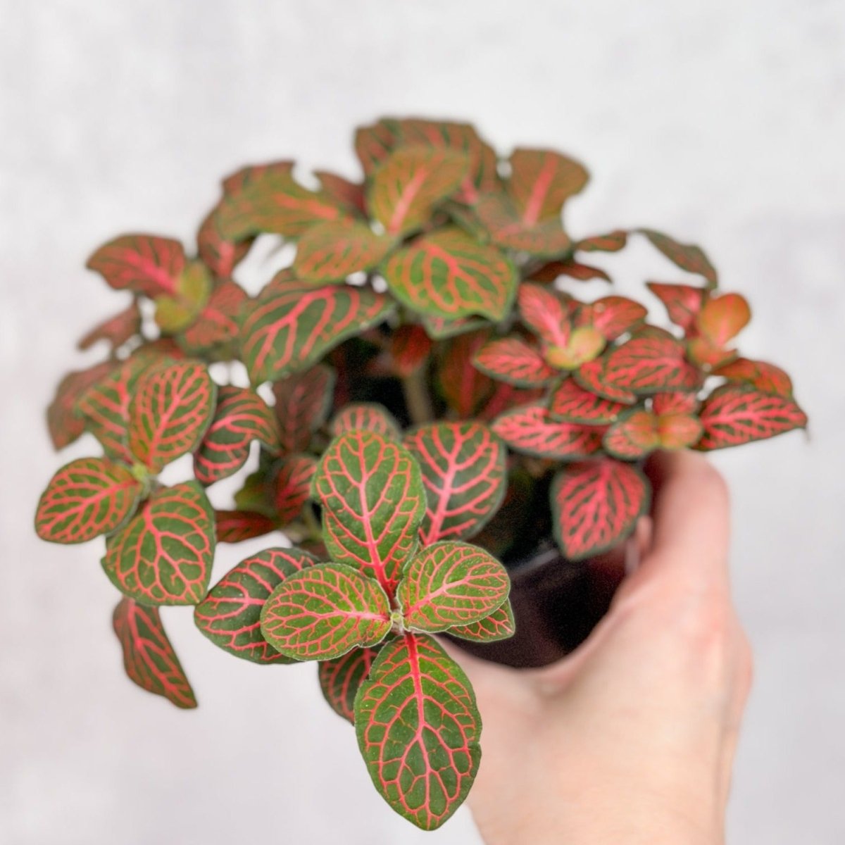 Fittonia Albivenis - Mosaic/Nerve Plant – Northern Ridge Nursery