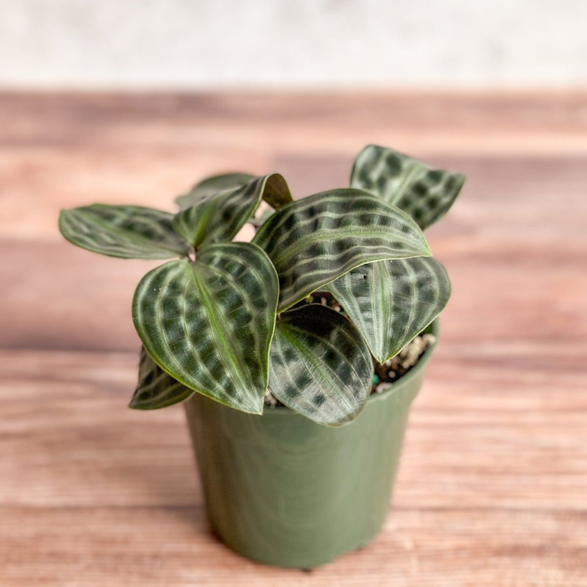 Geogenanthus poeppigii - Seersucker Plant – Northern Ridge Nursery