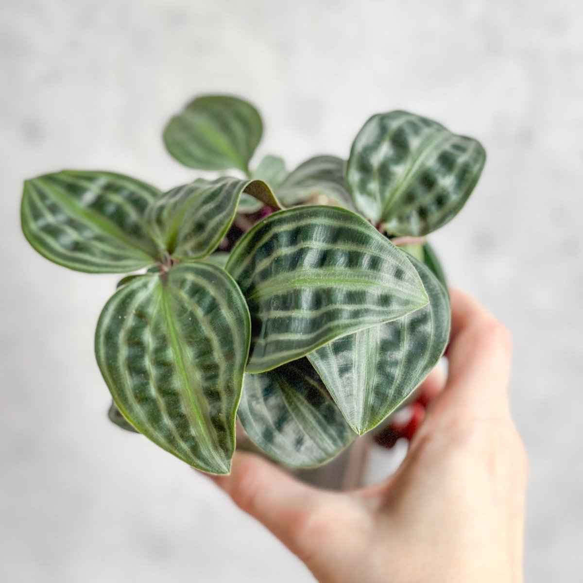 Geogenanthus poeppigii - Seersucker Plant – Northern Ridge Nursery