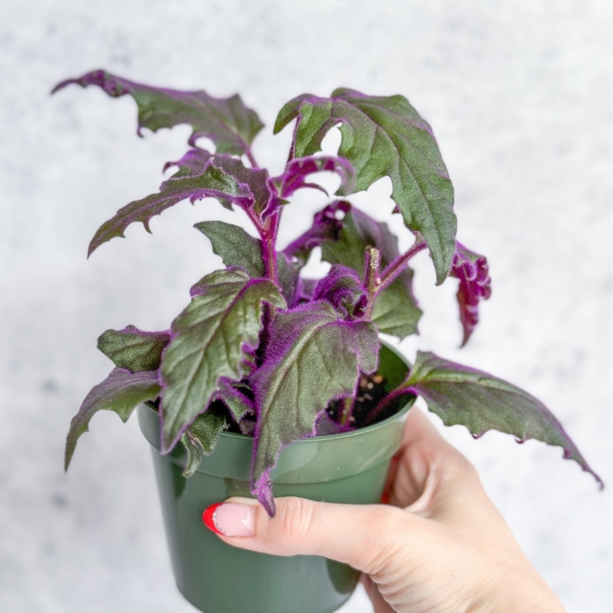 Gynura Aurantiaca 'Purple Passion' - 4 Inch – Northern Ridge Nursery