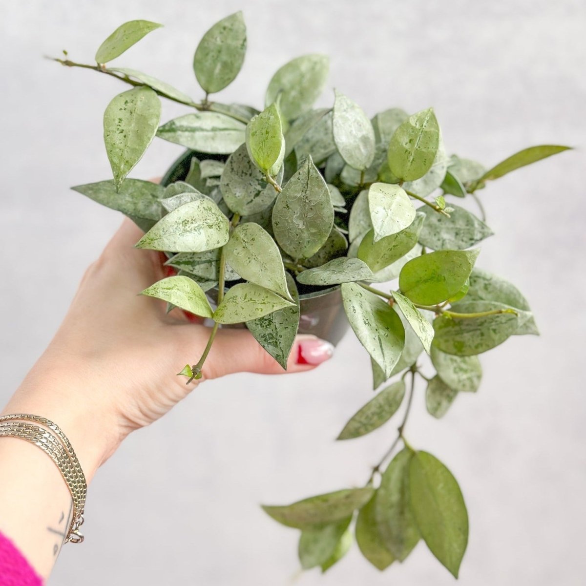 Hoya krohniana 'Silver' - Silver Hoya – Northern Ridge Nursery
