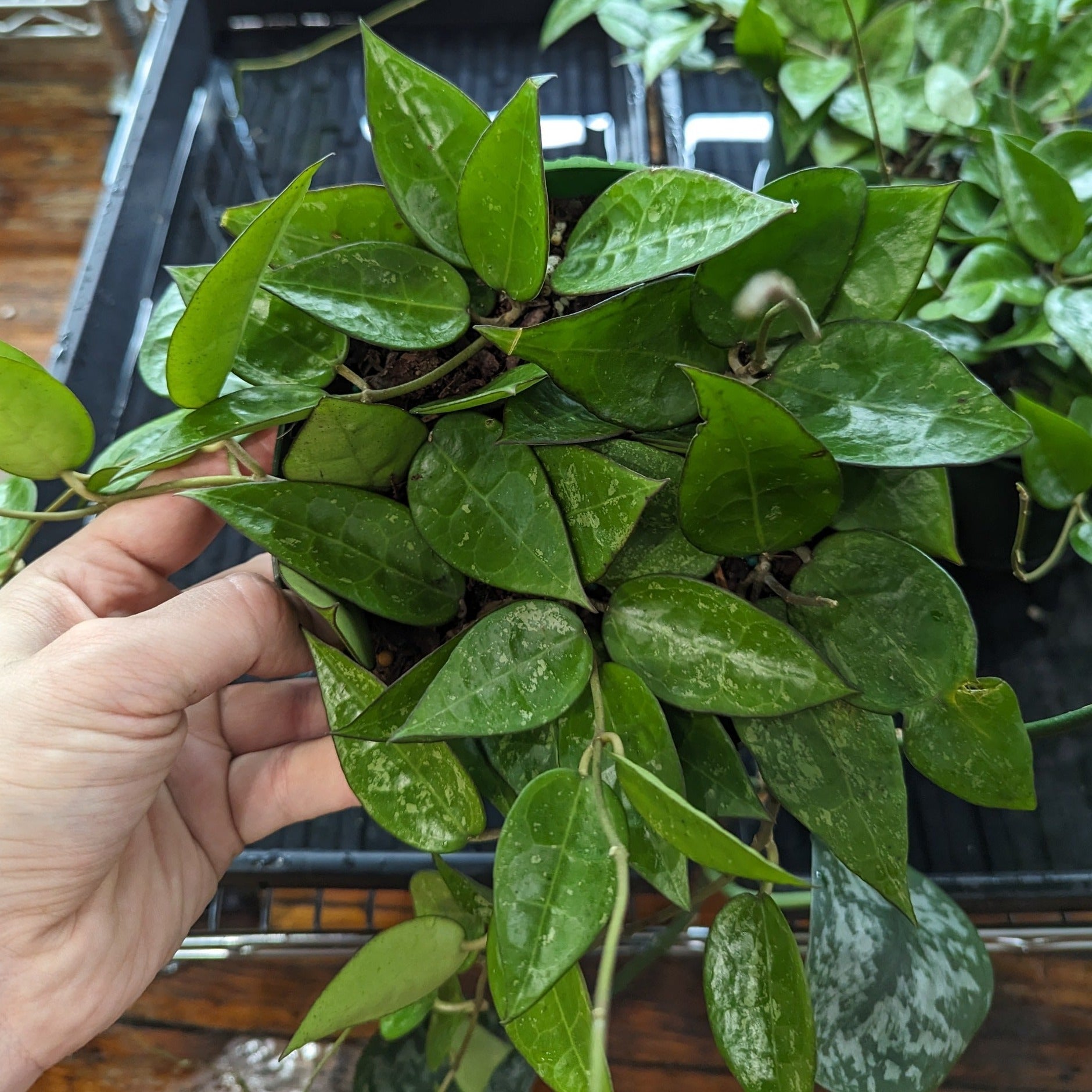Hoya parasitica 'Black Margin' - Black Margin Hoya - 2.5 Inch ...