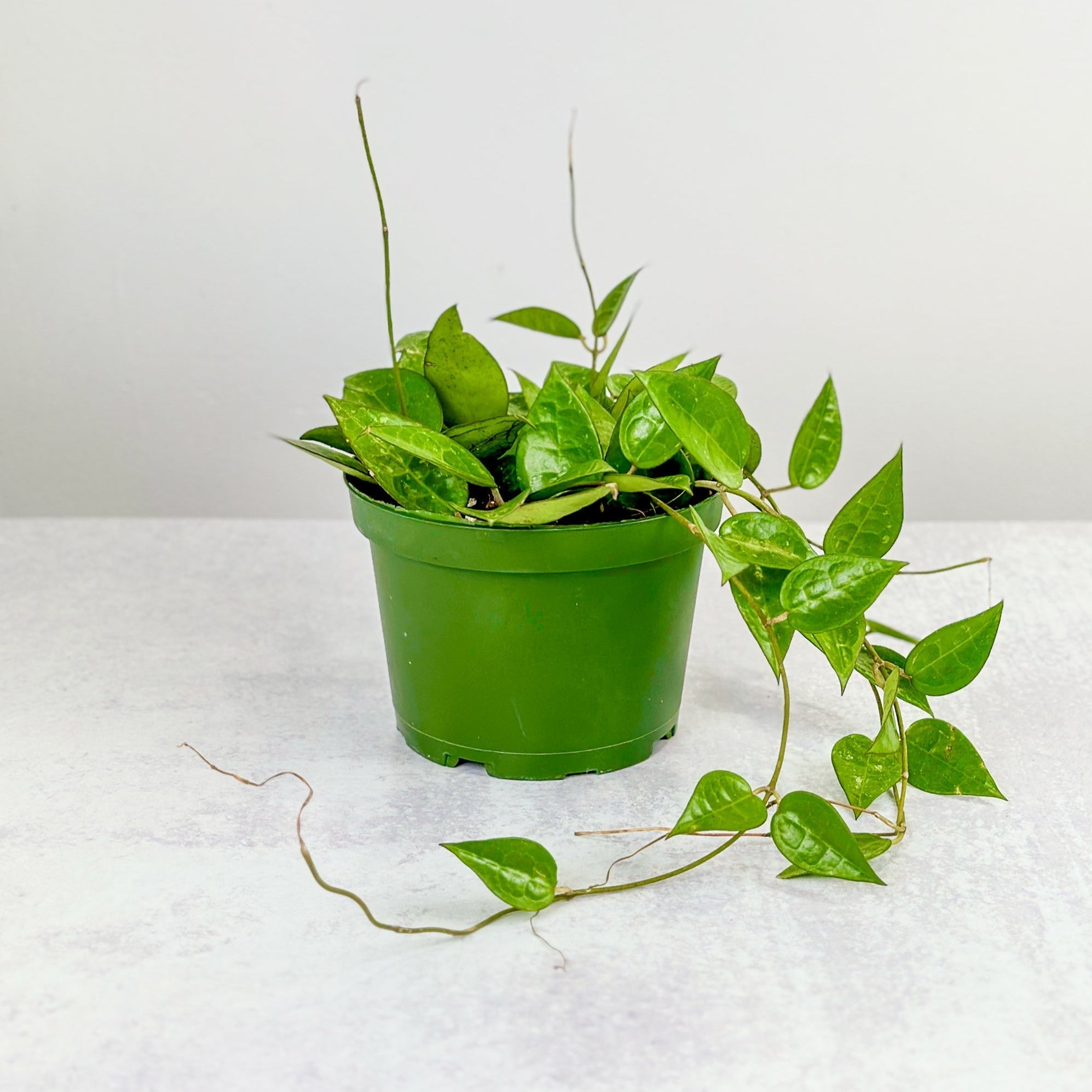 Hoya parasitica 'Black Margin' - Black Margin Hoya - 2.5 Inch ...