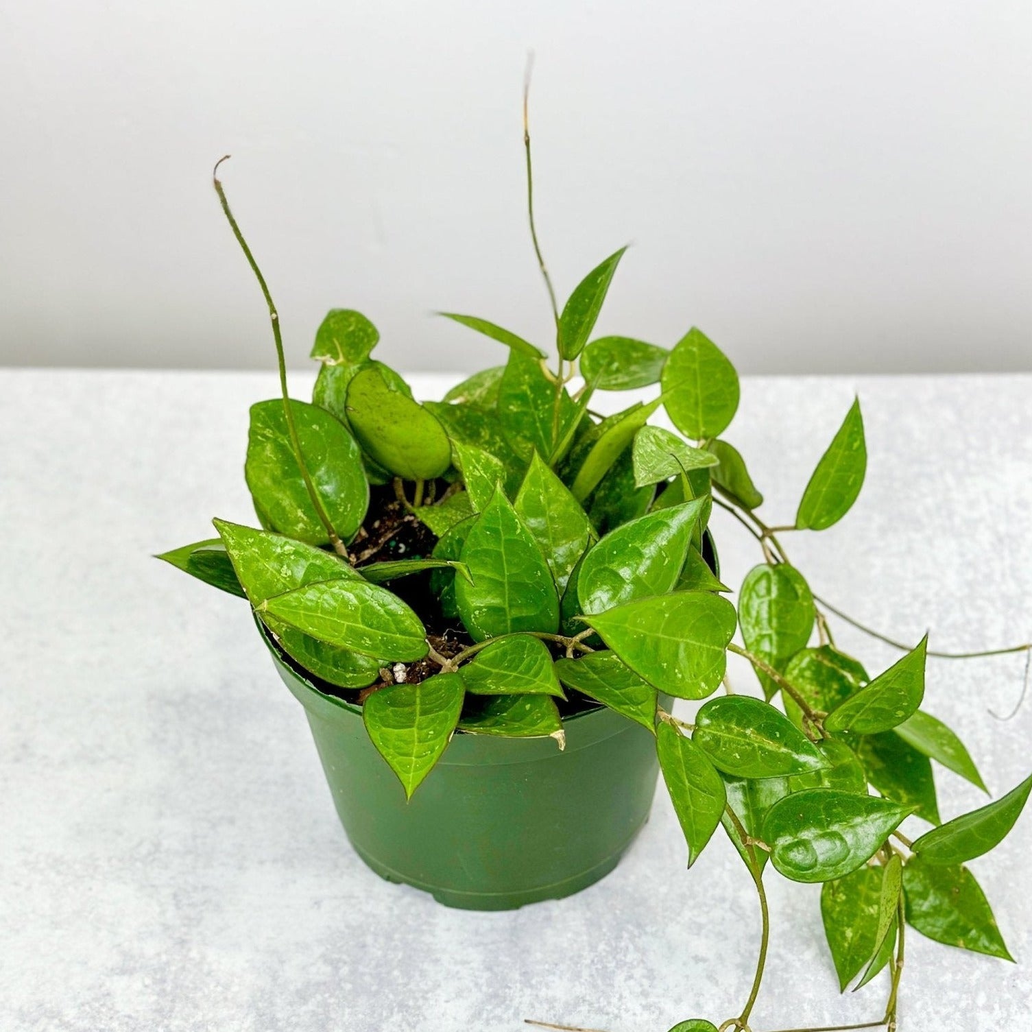 Hoya parasitica 'Black Margin' - Black Margin Hoya - 2.5 Inch ...