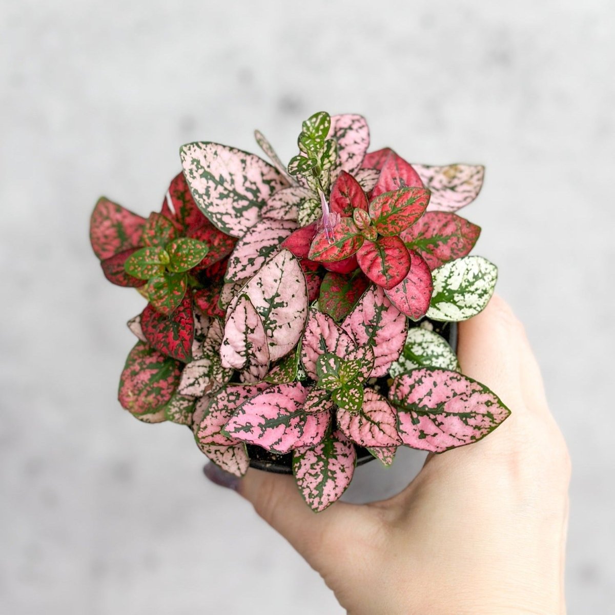 Hypoestes Phyllostachya 'Polka Dot Plant' – Northern Ridge Nursery