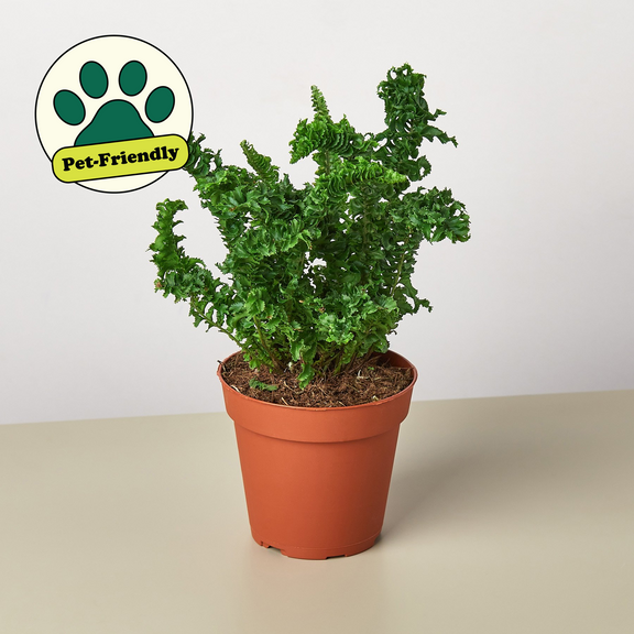 Emina Fern – Northern Ridge Nursery
