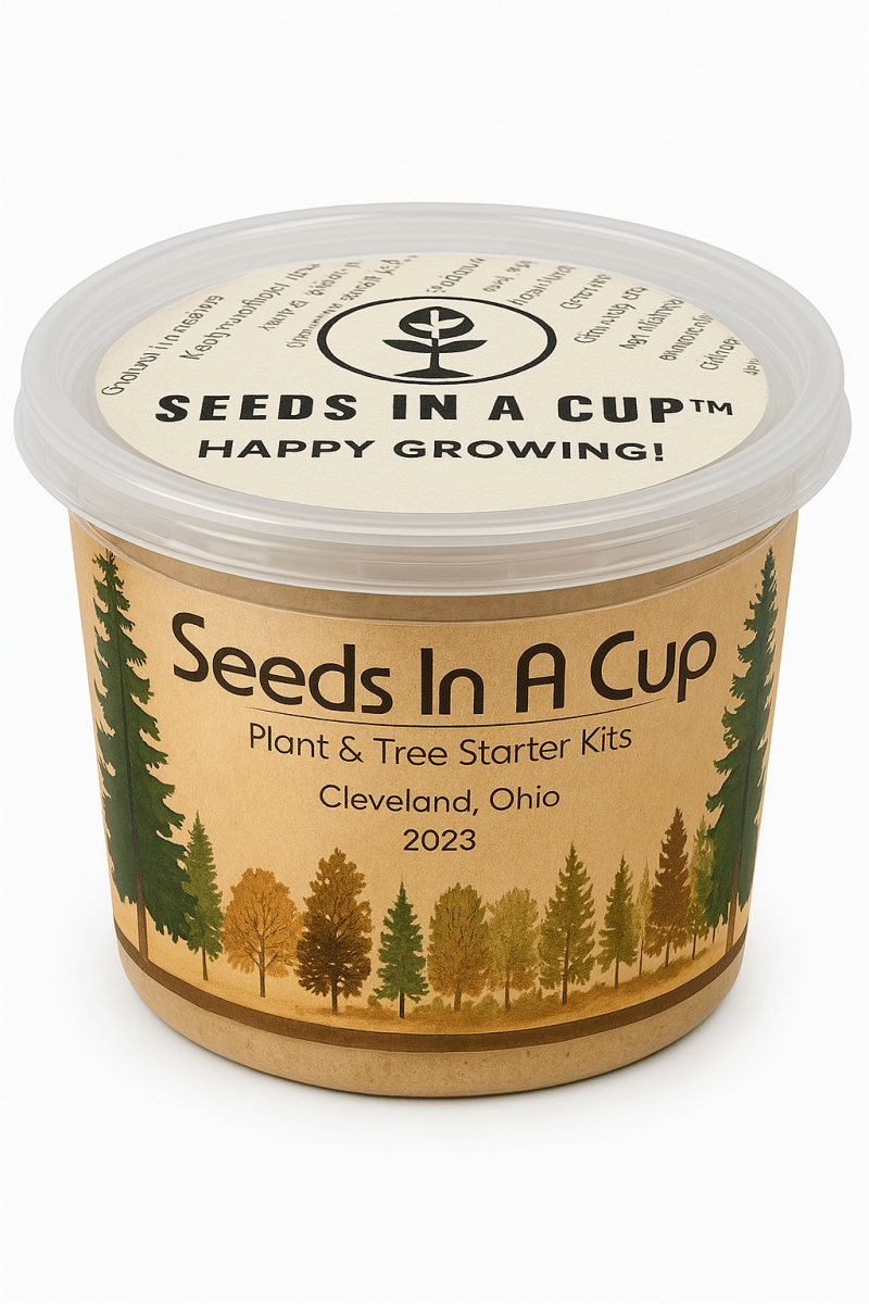 American Holly | Tree Seed Starter Grow Kit | Seeds In A Cup ...