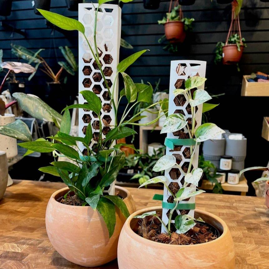 Stackable Plant Support Pole - Clear – Northern Ridge Nursery