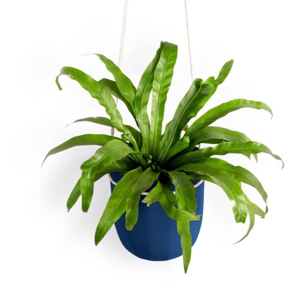 Loop Hanging Planter – Northern Ridge Nursery