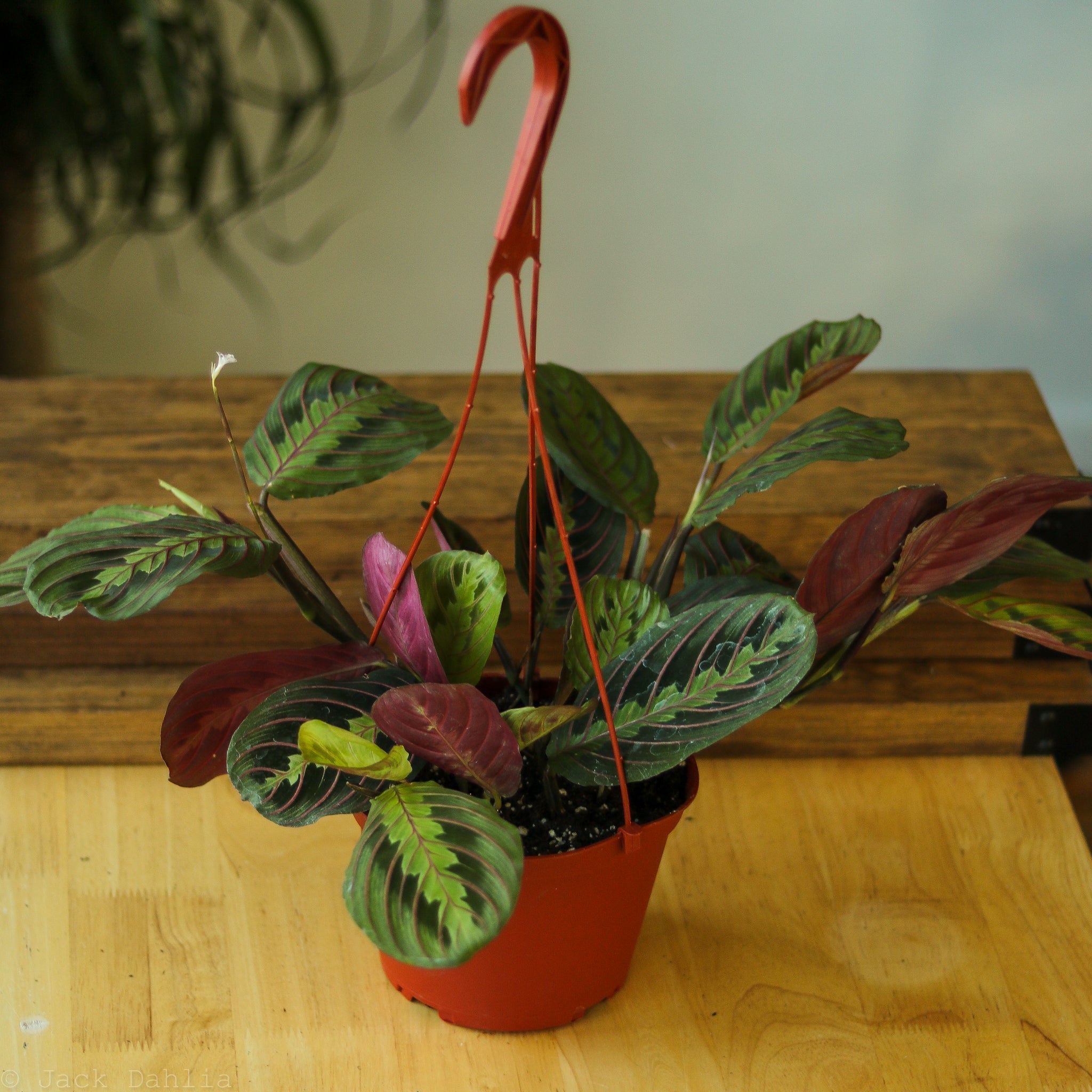 Maranta Leuconeura 'Red Prayer Plant' – Northern Ridge Nursery