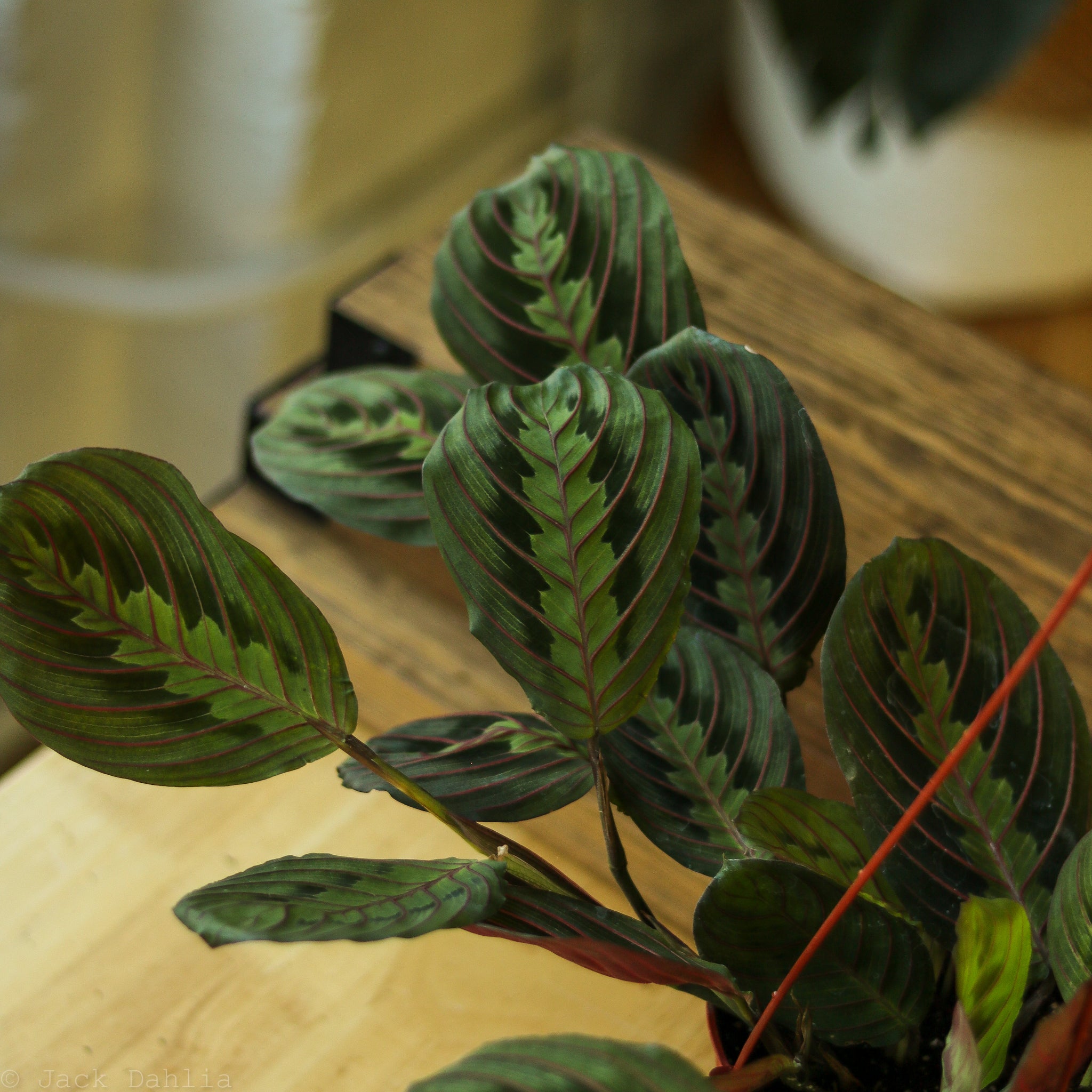 Maranta Leuconeura 'Red Prayer Plant' – Northern Ridge Nursery