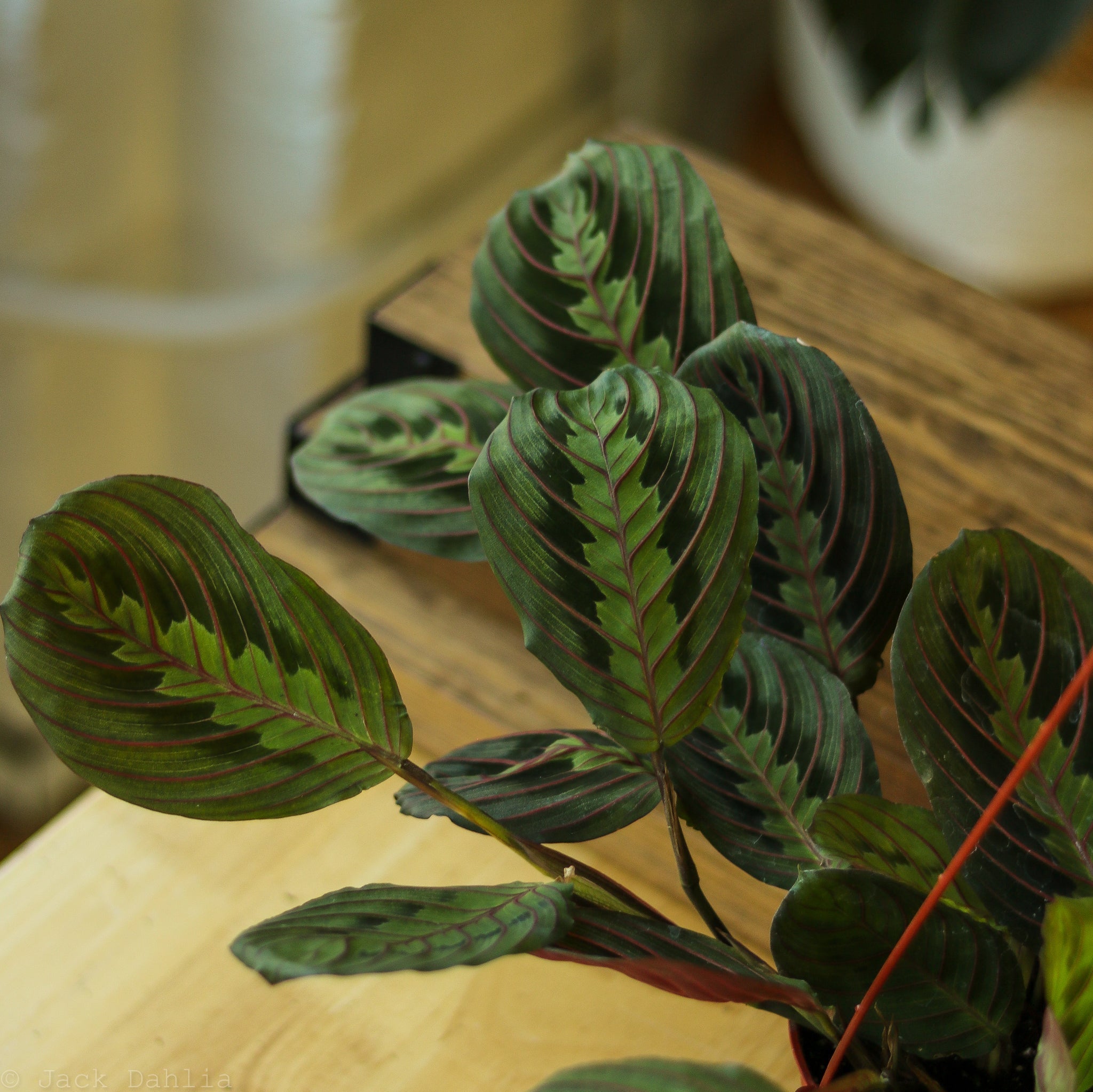 Maranta Leuconeura 'Red Prayer Plant' – Northern Ridge Nursery