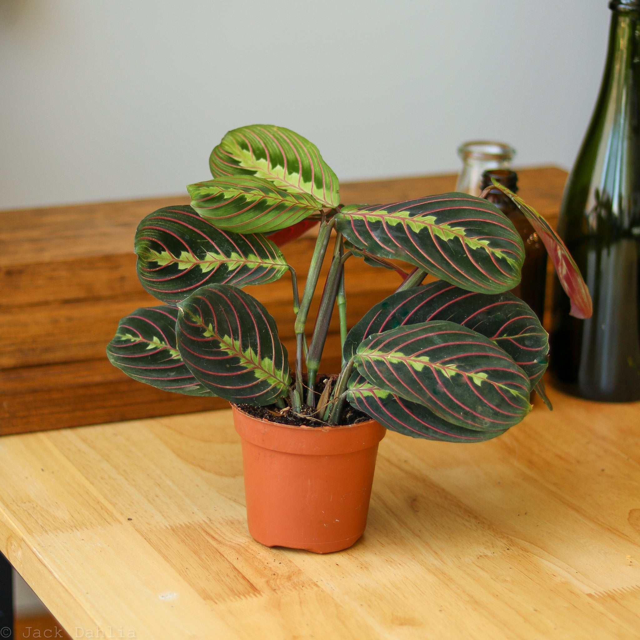 Maranta Leuconeura 'Red Prayer Plant' – Northern Ridge Nursery