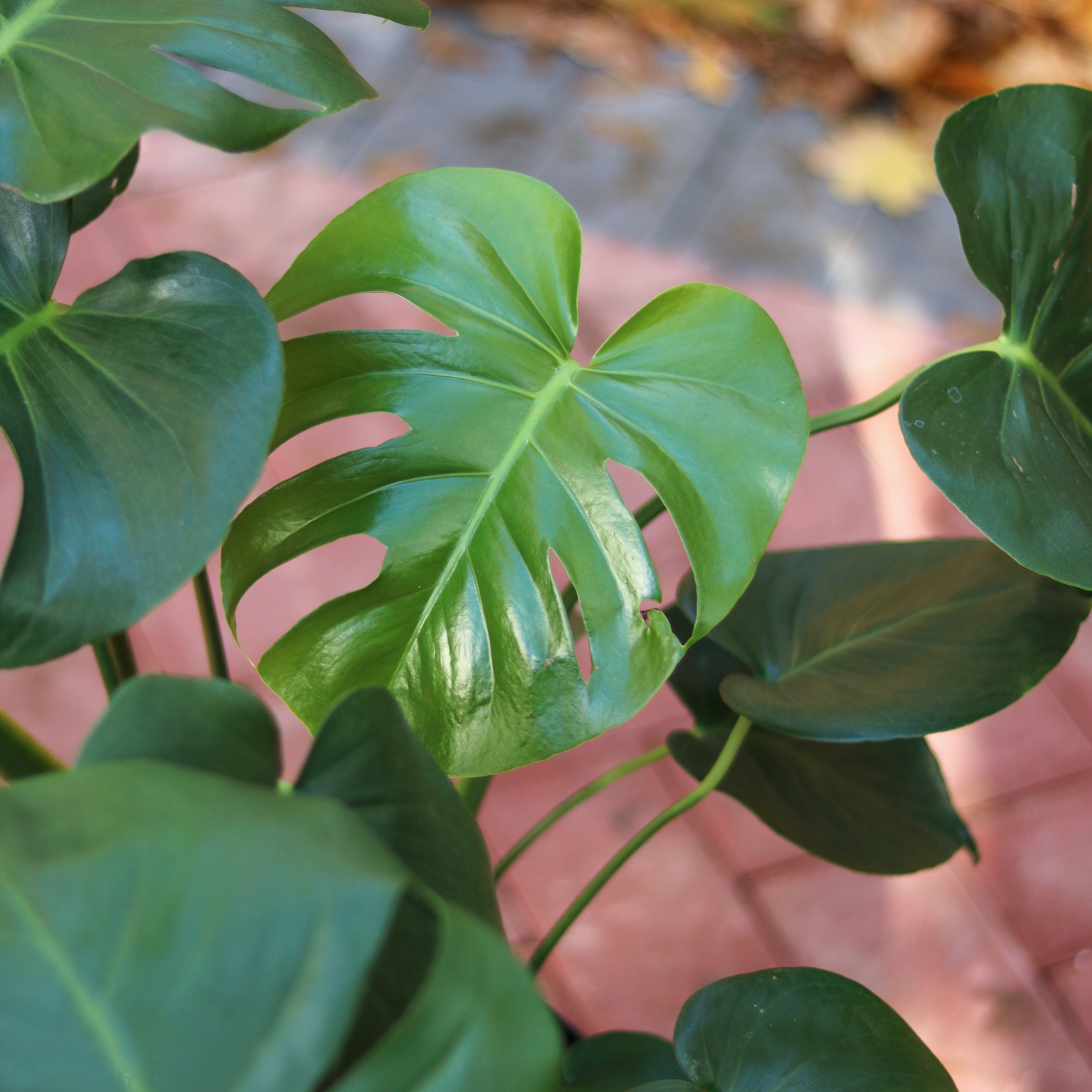 Monstera deliciosa - Split-Leaf Philodendron – Northern Ridge Nursery