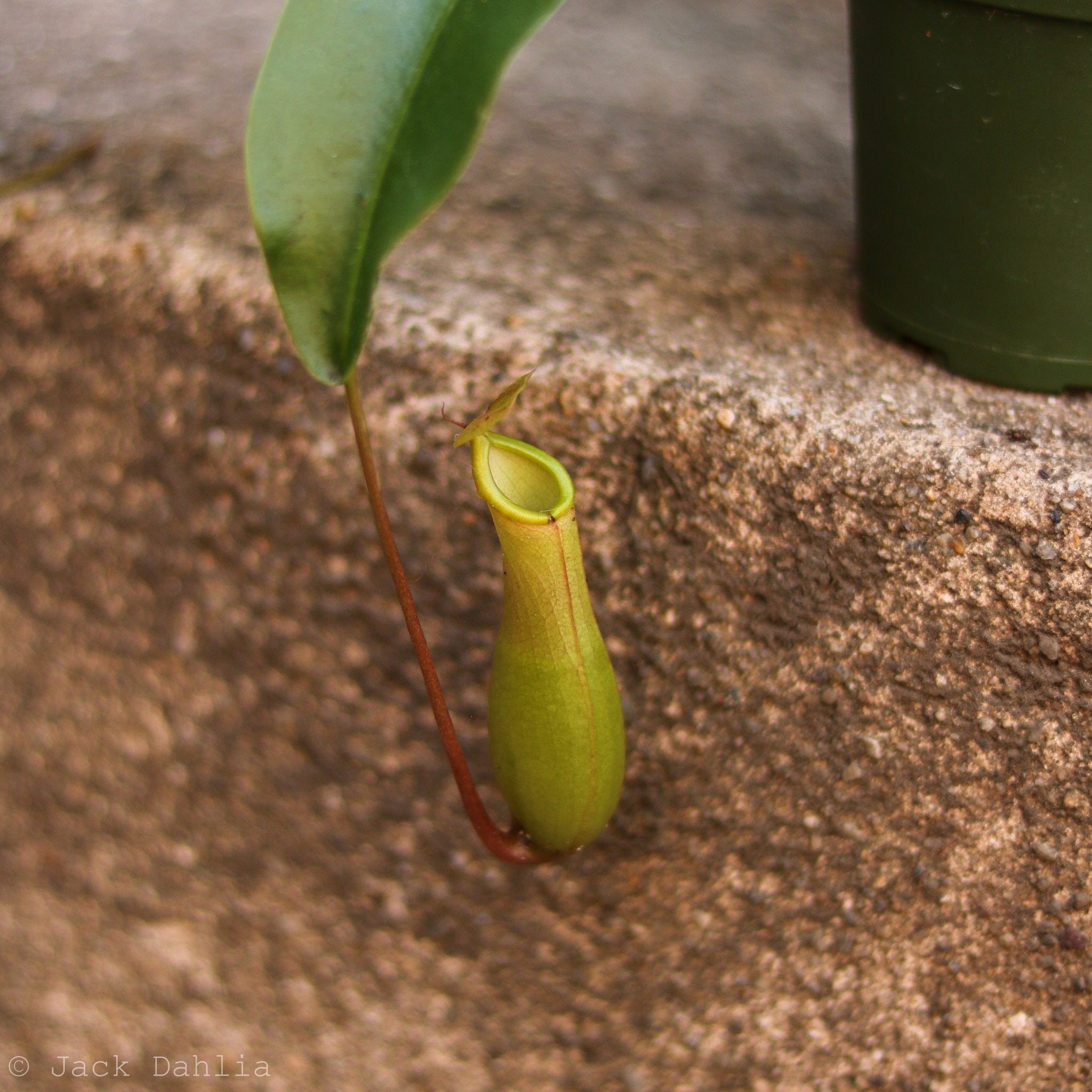 Nepenthes gracilis - Pitcher Plant Hanging Basket – Northern Ridge Nursery