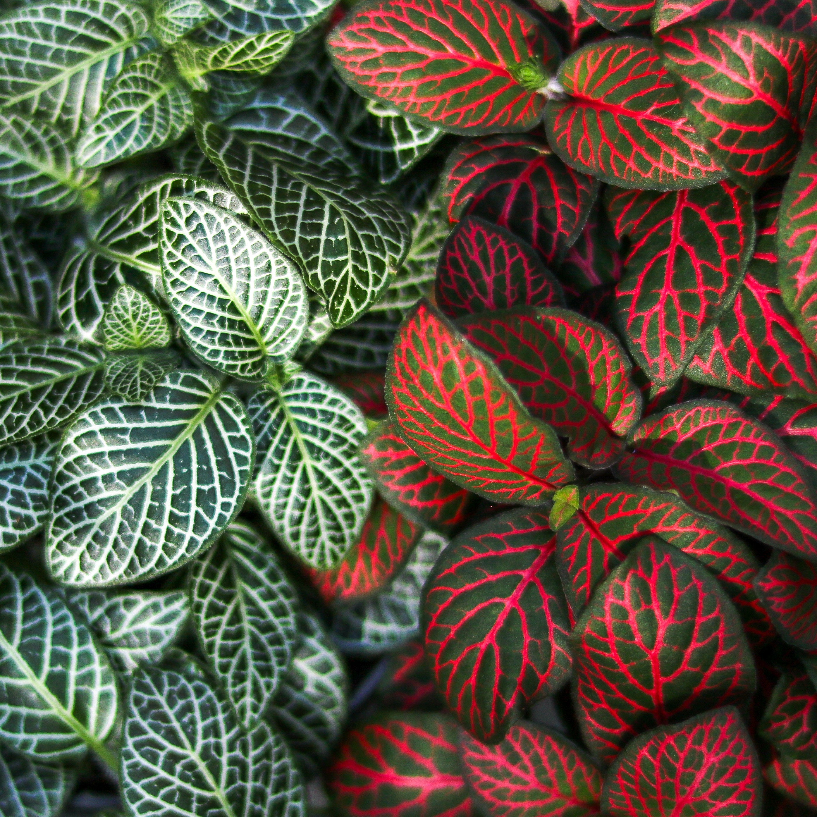 Fittonia Albivenis - Mosaic/Nerve Plant – Northern Ridge Nursery