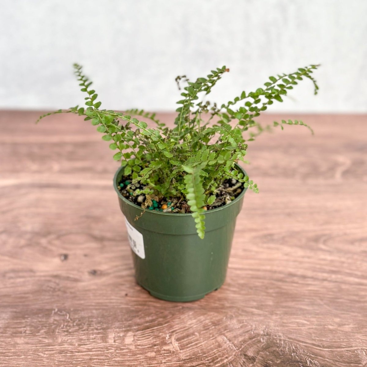 Pellaea rotundifolia - Button Fern - 4 Inch – Northern Ridge Nursery
