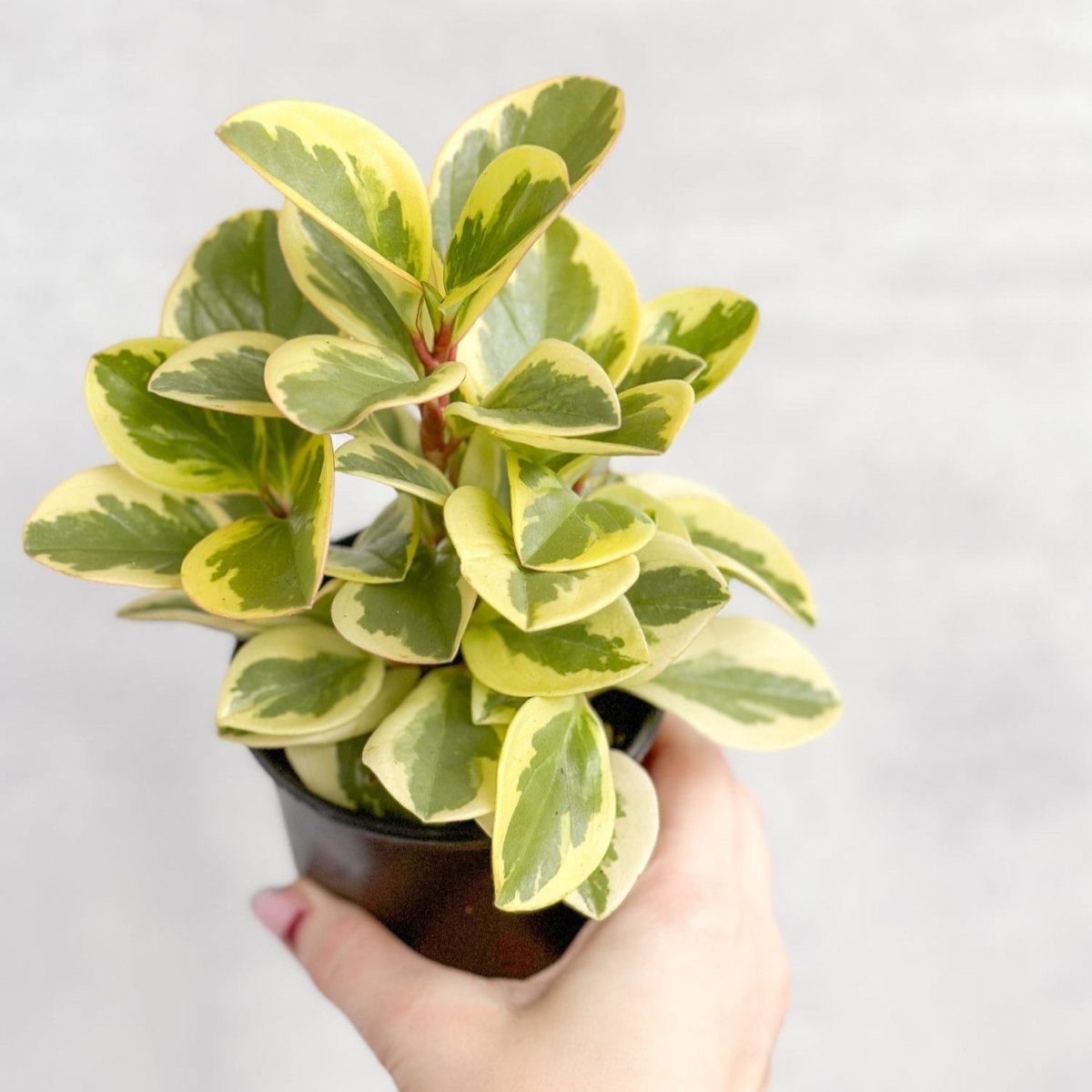 Peperomia Obtusifolia Variegata 'Baby Rubber Plant' – Northern Ridge ...